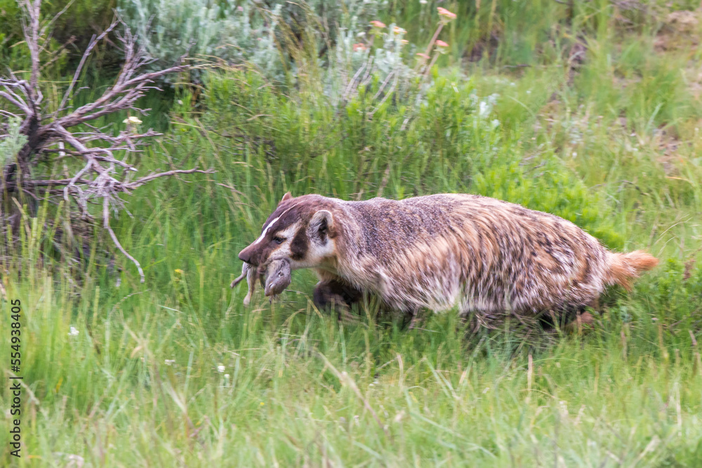 American badger (Taxidea taxus) walking in the grass carrying prey ...
