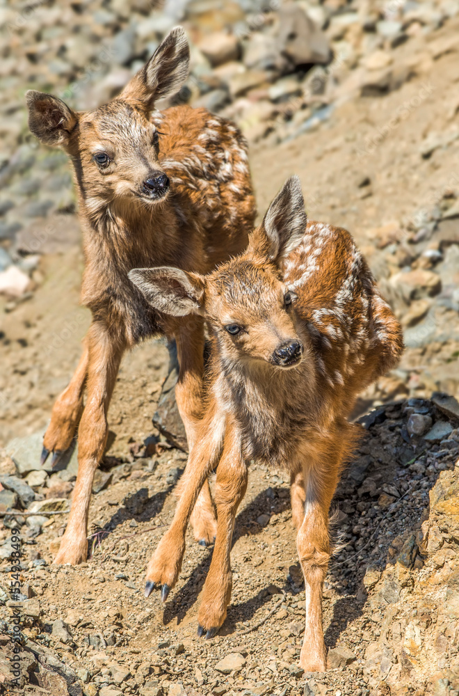 Portrait of a pair of mule deer fawns (Odocoileus hemionus) standing on ...
