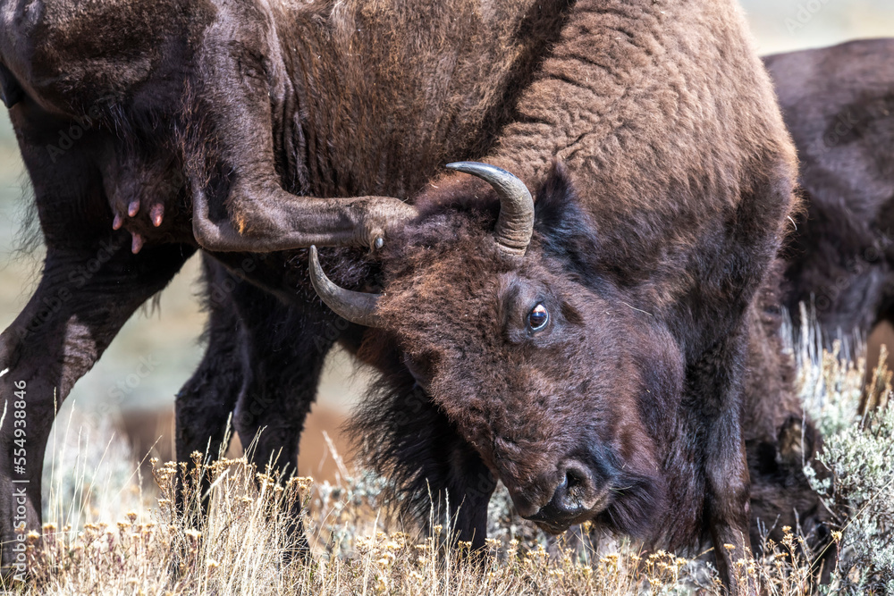 An American bison cow (Bison bison) standing in a field scratching her ...