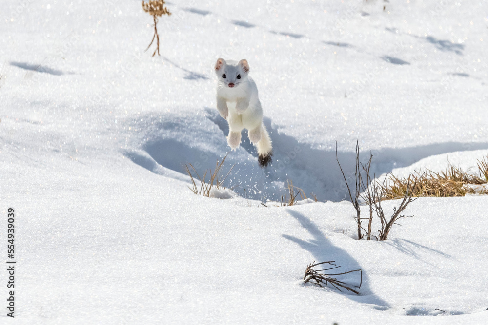 A short-tailed weasel (Mustela erminea) leaping up in the air in the ...