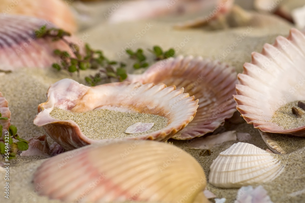 Scallop shells sit on a beach. Stock Photo | Adobe Stock