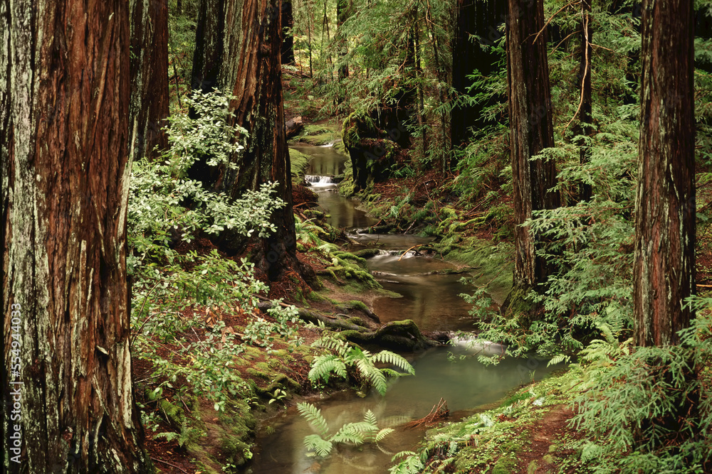 Woodland view with giant redwood trees, sword ferns, and a stream ...