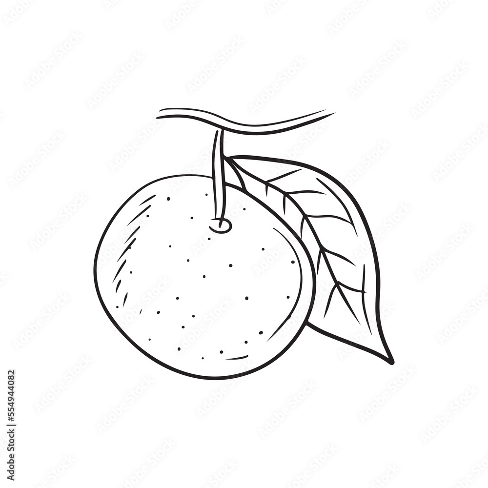 Tangerine fruit on branch with leaf in black isolated on white ...