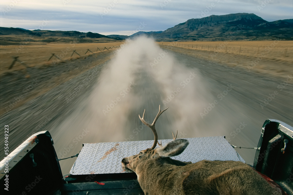 A dead Mule deer (Odocoileus hemionus), a hunter's trophy, in the bed ...