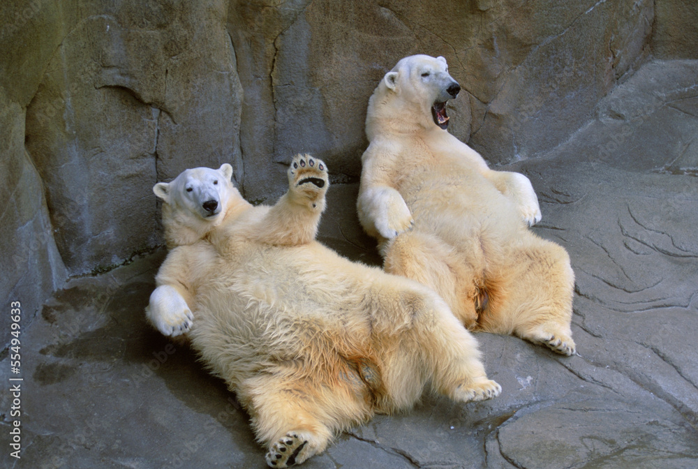 Lazy Polar bears (Ursus maritimus) enjoy their day at the zoo; Omaha ...