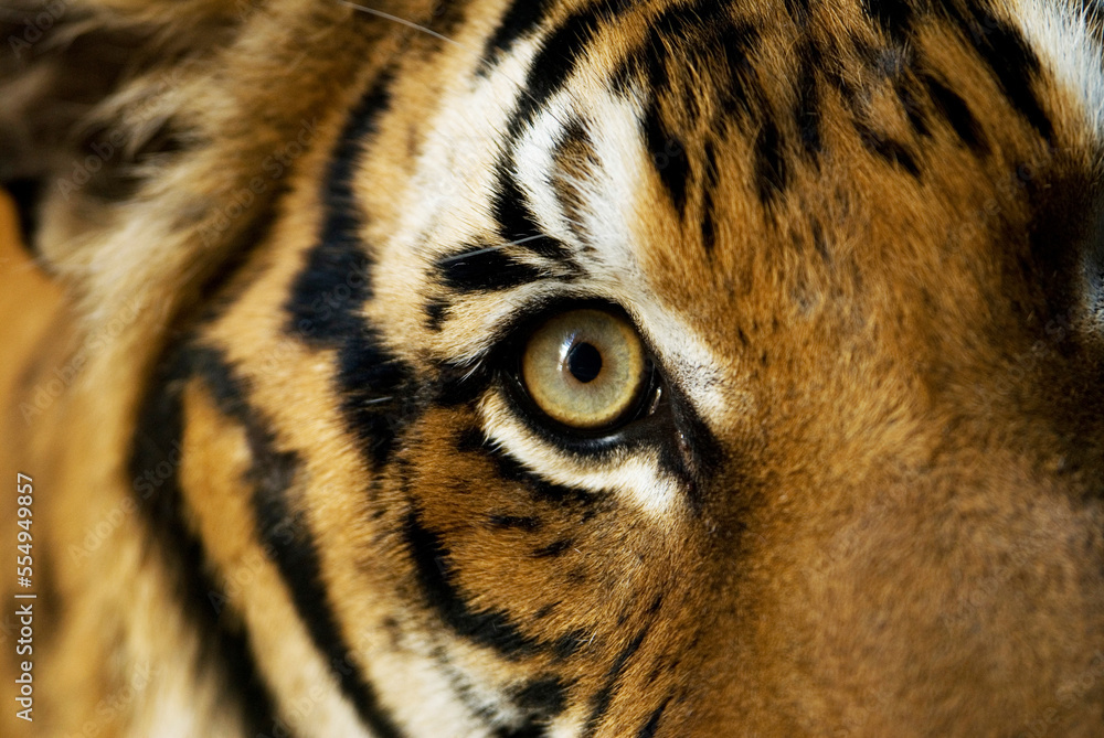 Close-up of the eye and fur markings of an Indochinese tiger (Panthera ...