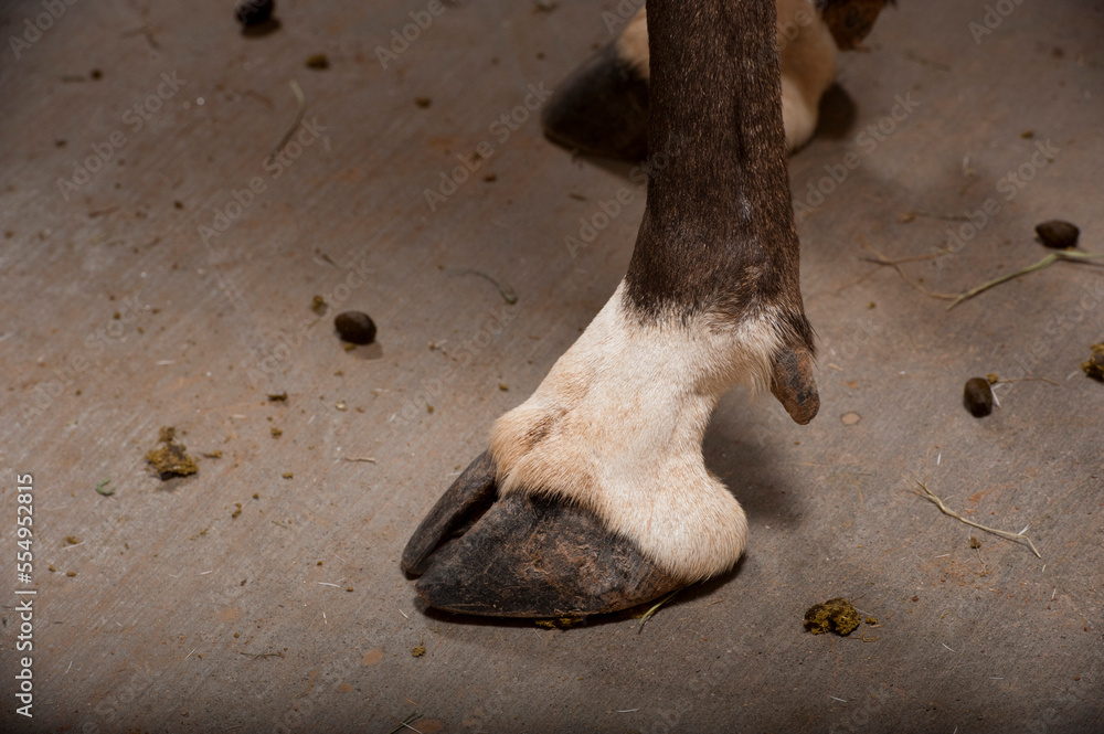 Hoof of an Arabian oryx (Oryx leucoryx); Phoenix, Arizona, United ...