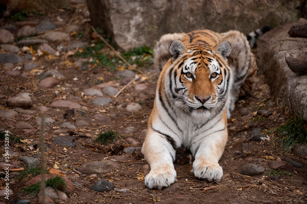 Siberian tiger (Panthera tigris tigris), also known as an Amur tiger ...