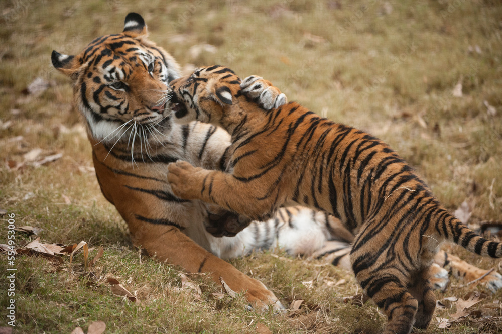 Critically-endangered female Sumatran tiger (Panthera tigris sumatrae ...