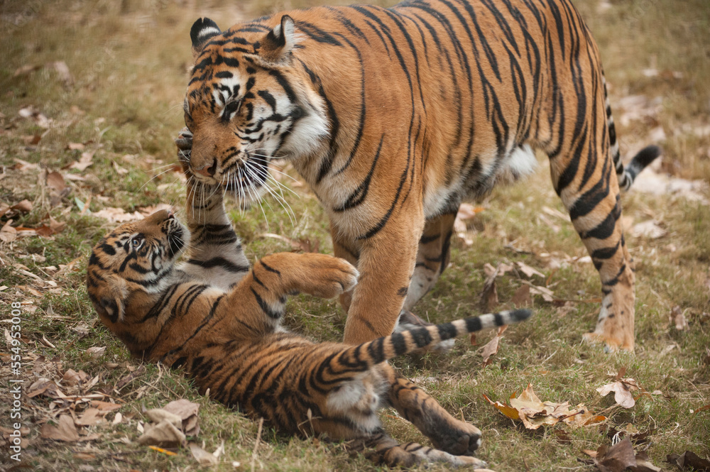 Foto de Critically-endangered female Sumatran tiger (Panthera tigris ...