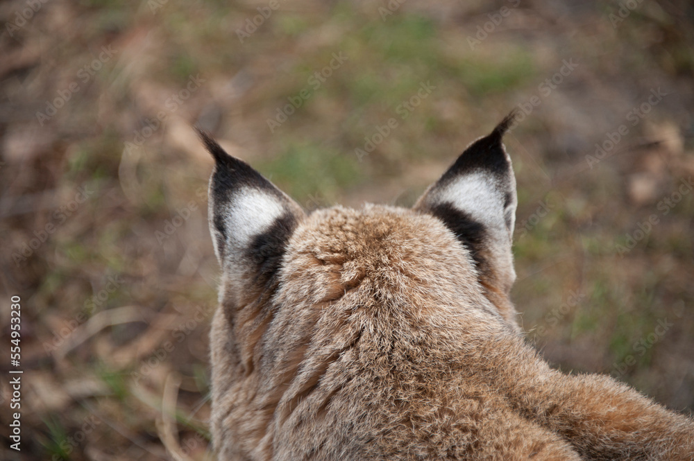 Rear view of a Bobcat (Lynx Rufus) head with ears and hair detail ...
