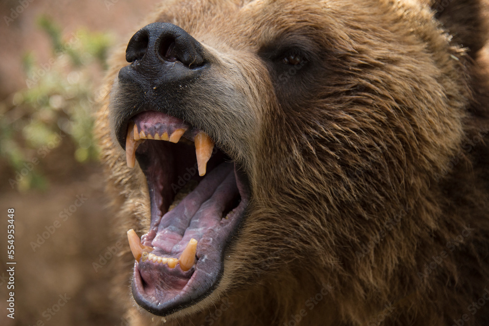 Close-up of a Grizzly bear (Ursus arctos horribilis) with open mouth showing it's teeth in a zoo ...