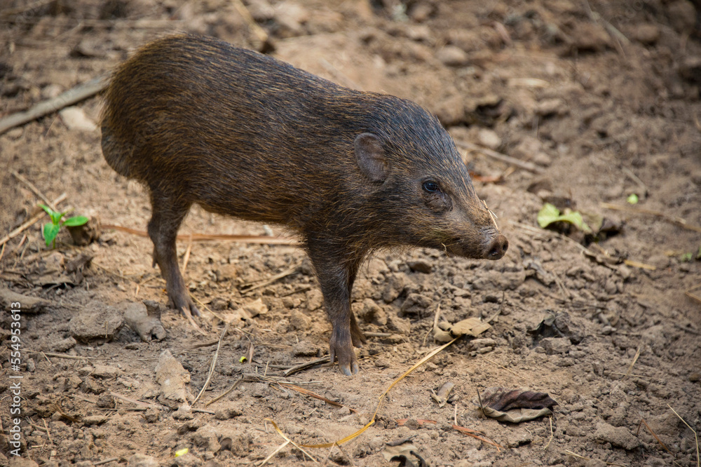 Critically endangered Pygmy hog (Porcula salvania) at a Hog Breeding ...
