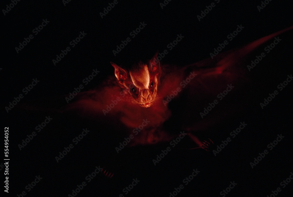 New world leaf-nosed bat (Phyllostomidae) emerges from the darkness at ...
