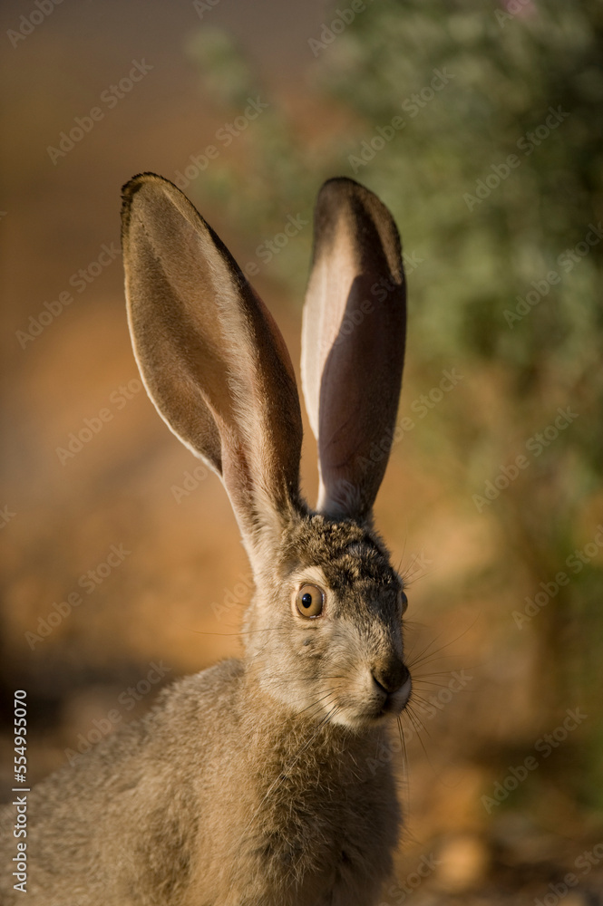 Portrait of a Black-tailed jackrabbit (Lepus californicus) in sunlight ...