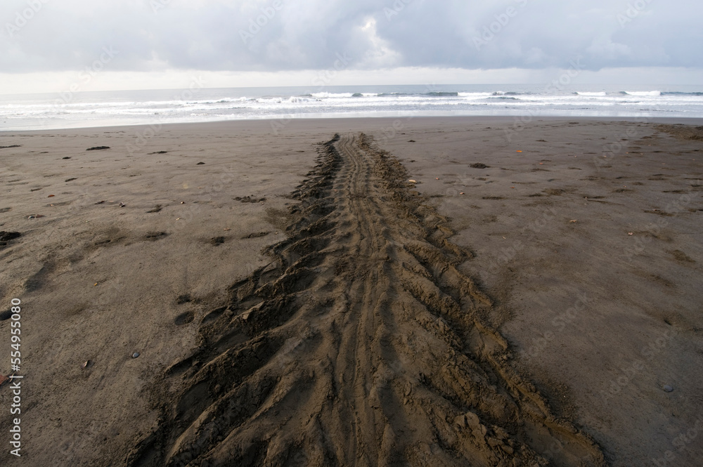 Leatherback sea turtle tracks on a nesting beach on South Bioko Island ...