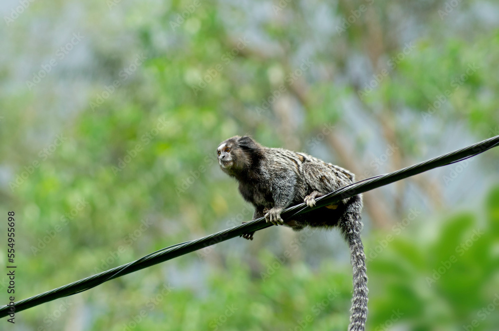Marmoset monkey sitting on a communication cable with a green forest in ...