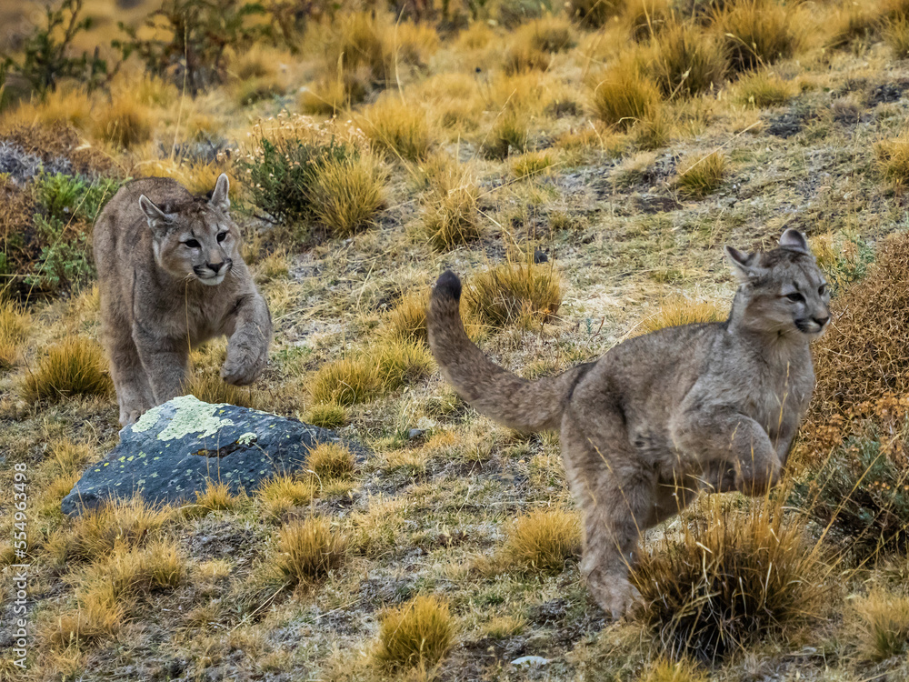 Puma kittens (Puma concolor) playing in Torres del Paine National Park ...