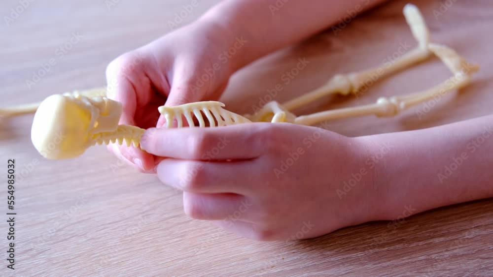 close-up of hands of child examining plastic model of human skeleton ...