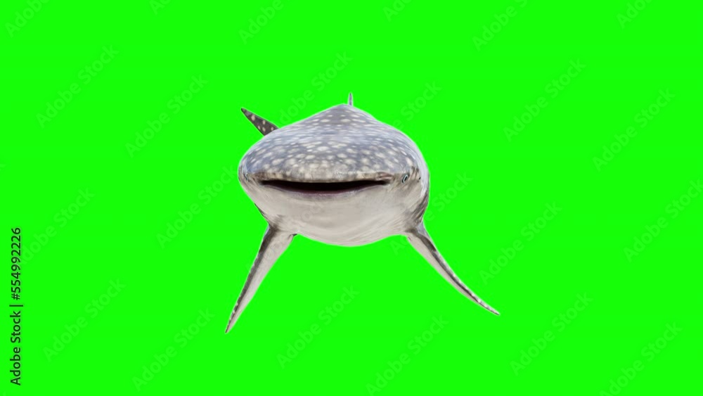 a whale shark seen from the front. a whale shark on a green background ...