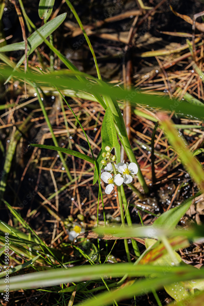 common arrowhead, Sagittaria latifolia, growing in shallow water Stock ...