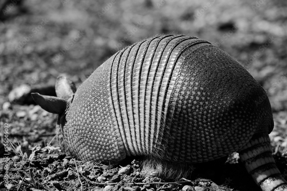 Nine-banded armadillo digging in Texas dirt field closeup in black and white, showing shell for ...