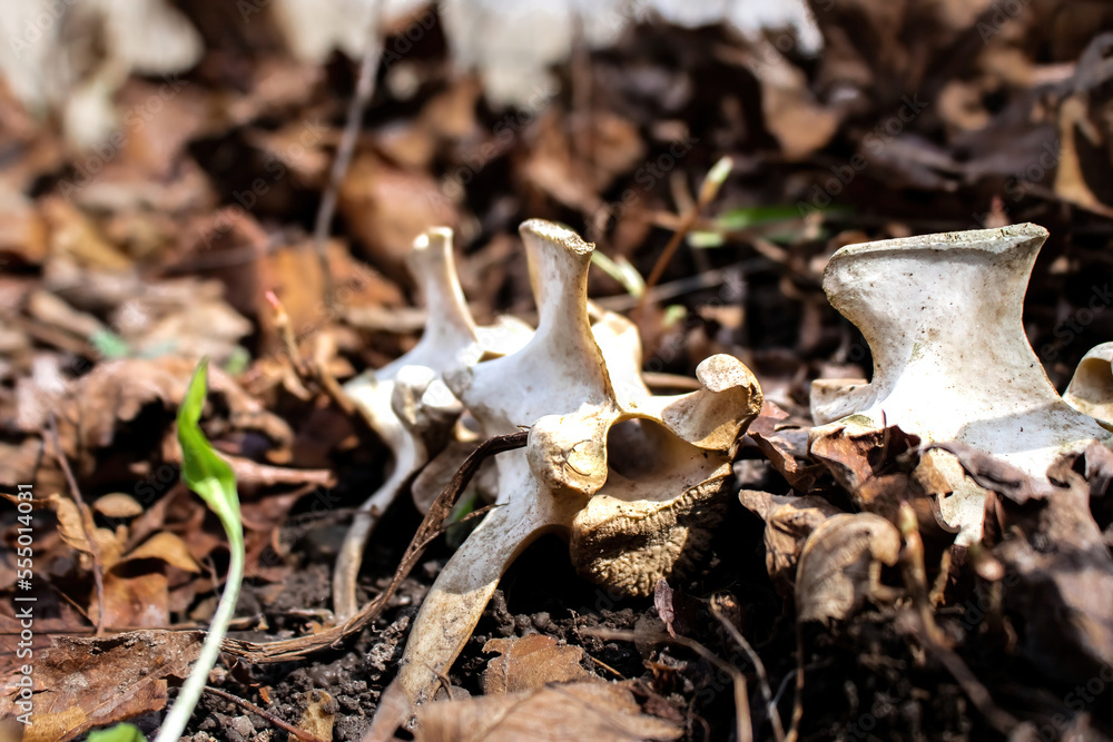 Spinal. The vertebrae of a small animal lies on a forest floor amidst ...