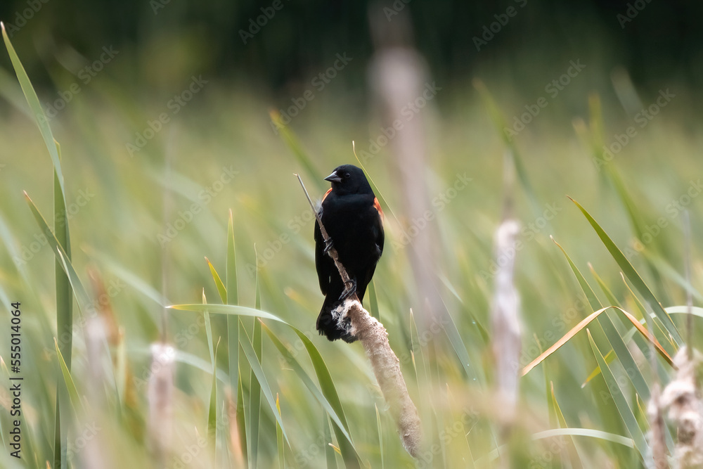 Backyard Blackbird Red Winged Blackbird (Agelaius phoeniceus) posing ...