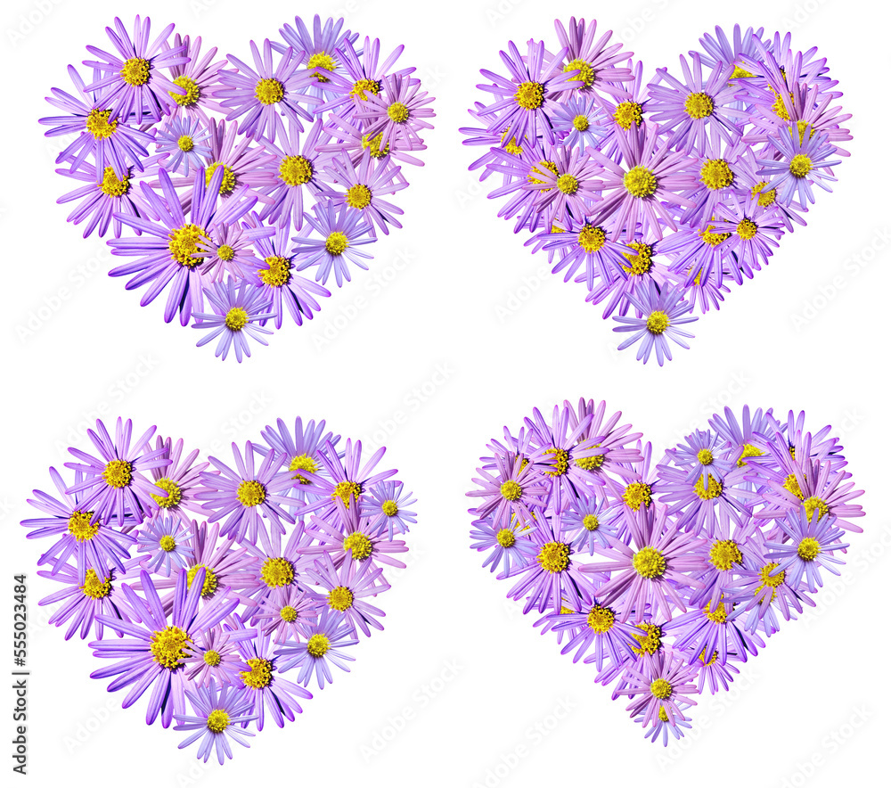 Flowers heart PNG, Aster flowers PNG, Blue aster layout, Chrysanthemums ...
