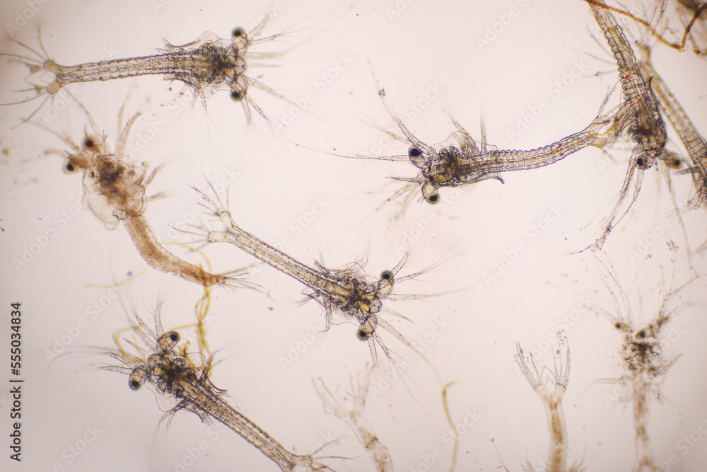 Shrimp, Zoea stage with dead shrimp of Vannamei shrimp in light ...