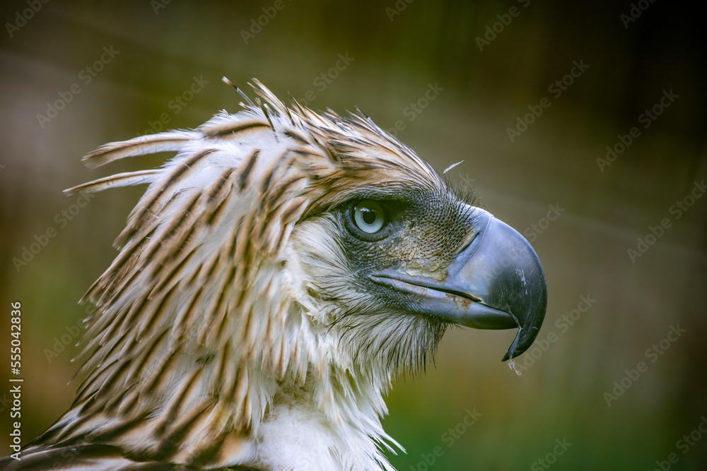 The Philippine eagle (Pithecophaga jefferyi) is a critically endangered ...