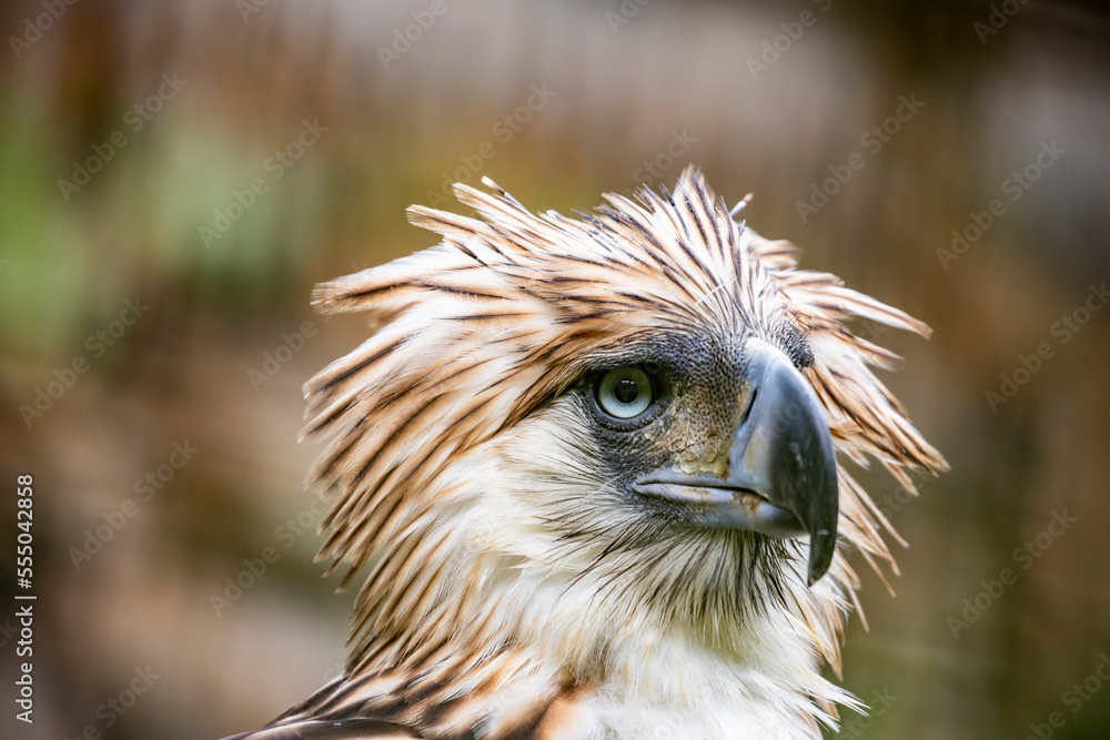 The Philippine eagle (Pithecophaga jefferyi) is a critically endangered ...