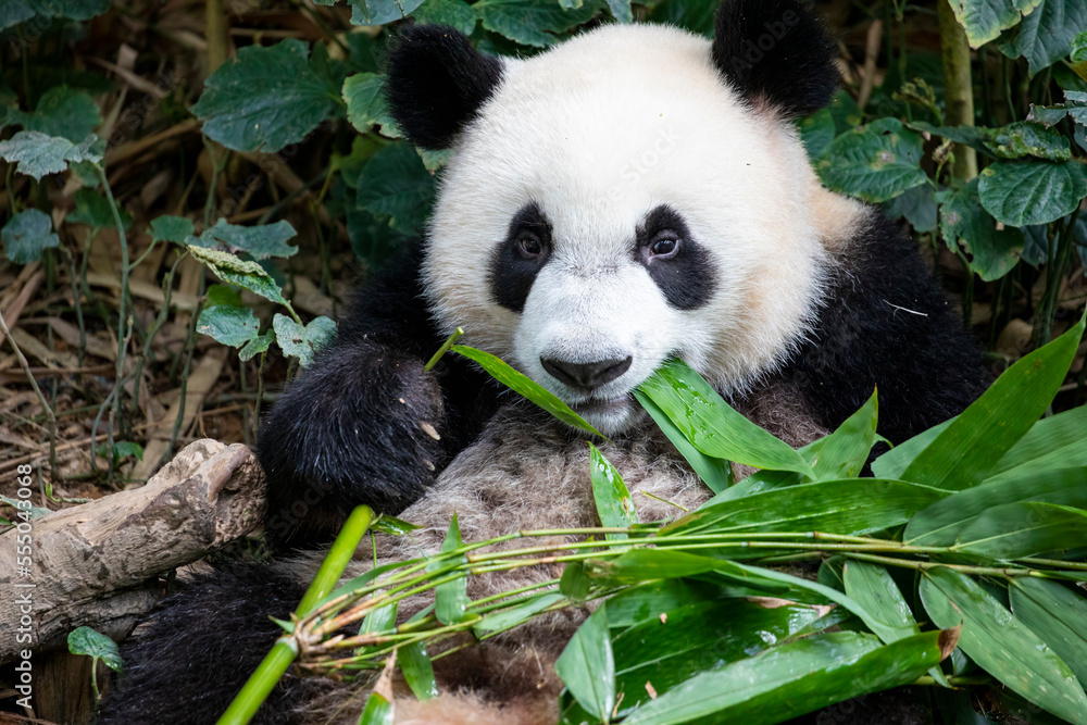 The baby giant panda "Lele" (Ailuropoda melanoleuca) is lying down in ...