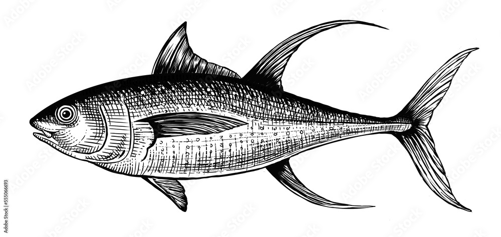 Bluefin Tuna. Hand drawn illustration of bluefin tuna on white ... Bluefin Tuna. Hand drawn illustration of bluefin tuna on white ...