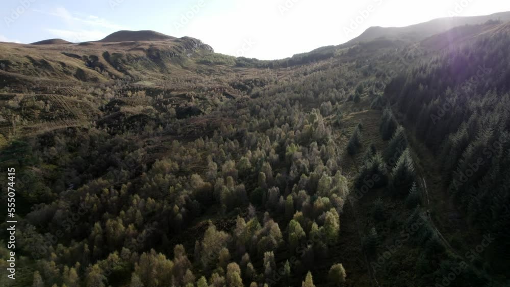 Vidéo Stock A drone flies above a forest canopy of native birch trees ...