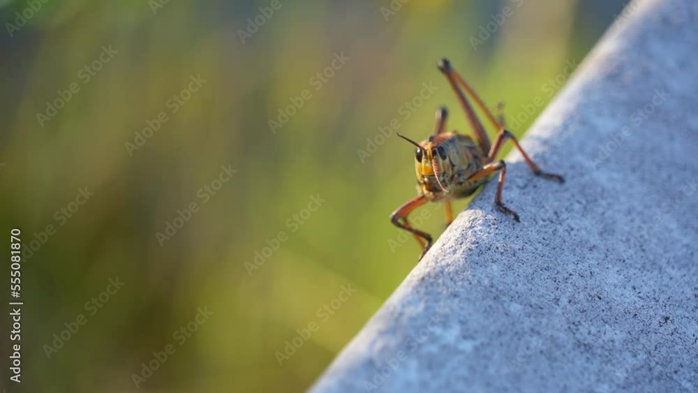 Eastern Lubber Giant Grasshopper walking on railing in Everglades ...
