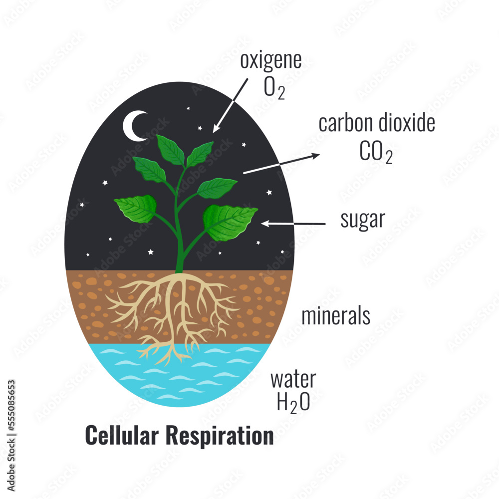 Cellular Respiration Biological Composition Stock Vector | Adobe Stock