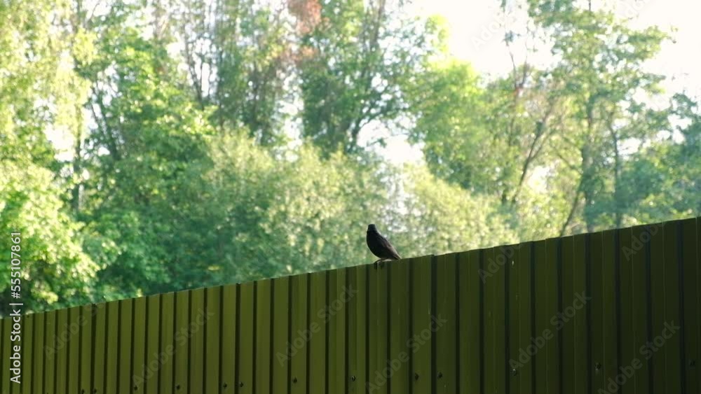 Bird on a fence. Blackbird with a worm in a beak sitting on a Metal ...