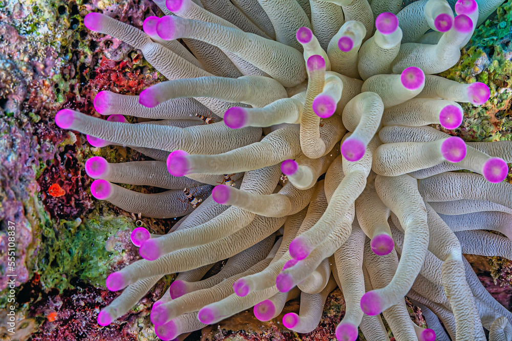 Sea anemones with small shrimp Stock Photo | Adobe Stock