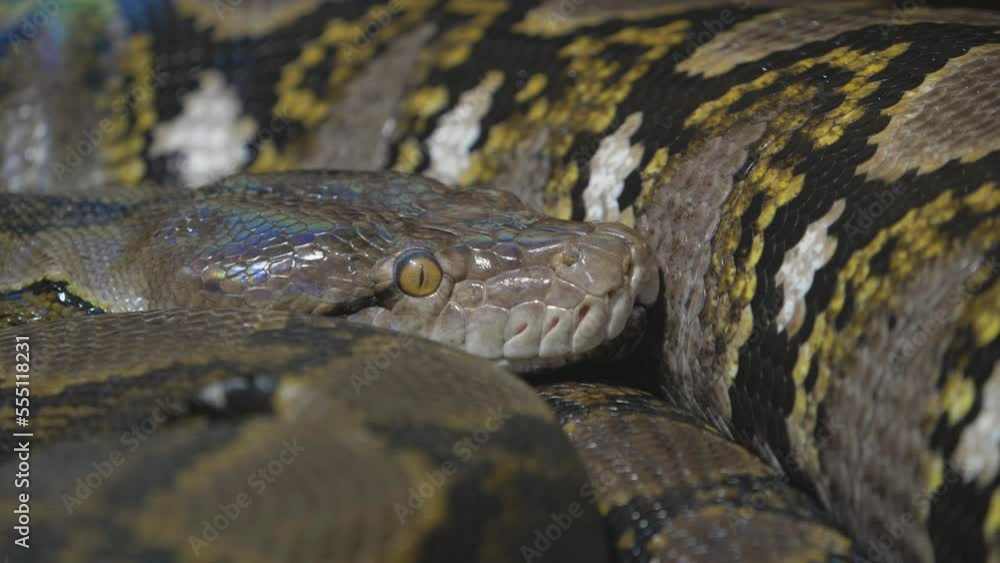 Close detail of head and body of reticulated python (Malayopython ...