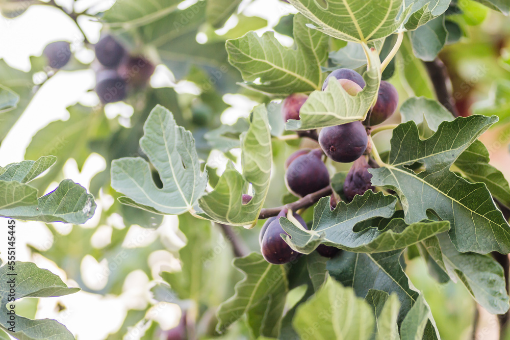 Ripe fig fruits in the canopy of the tree. Ripe fig fruits ripe for ...