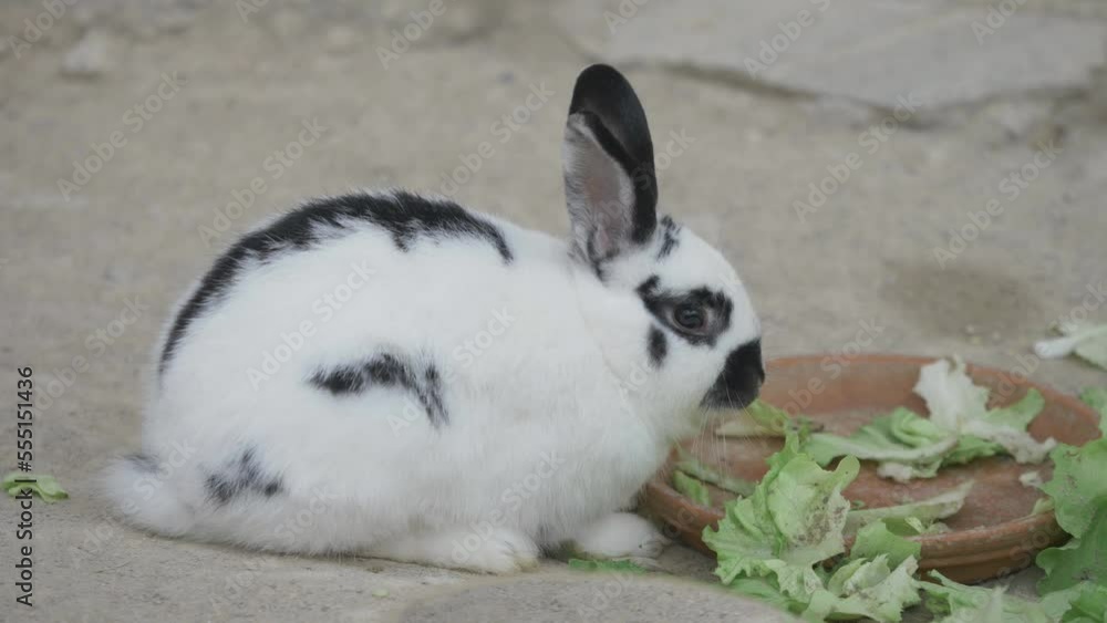 Domestic cute white bunny rabbit (Oryctolagus cuniculus domesticus ...
