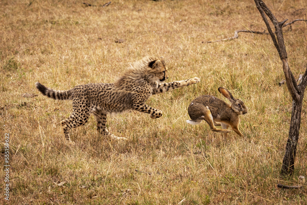 Cheetah (Acinonyx jubatus) cub chasing scrub hare (Lepus saxatilis ...