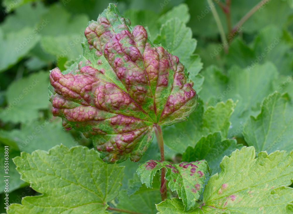 Currant leaf from fungal disease or aphids. Symptoms of damage ...