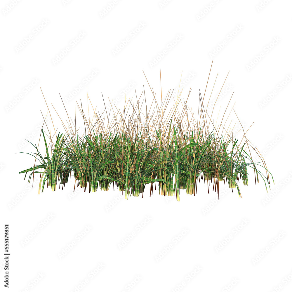 Front view of Plant ( Long Lawn Grass 6) Tree png Stock Illustration ...