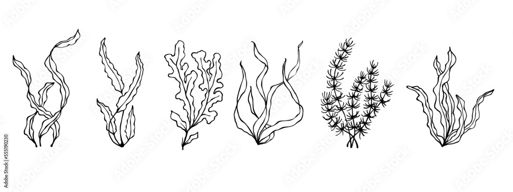 Set of line sketches of various seaweeds.Vector graphics. Stock Vector ...