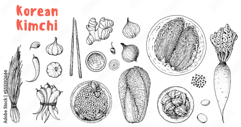 Kimchi cooking and ingredients for kimchi, sketch illustration. Korean ...