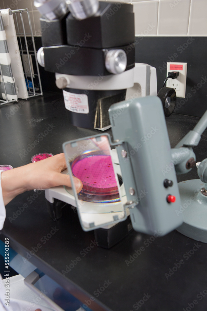 Laboratory scientist reviewing bacterial culture in water treatment lab ...