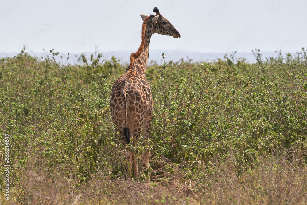 Beautiful Giraffe from behind and head in profile between bushes in the ...