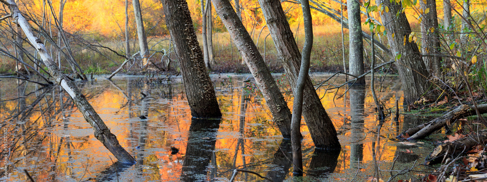 Trees at wetland in fall, Broadmoor Wildlife Sanctuary, Natick ...